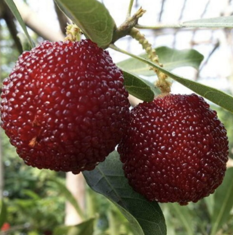 Dingao Yangmei (丁岙杨梅) - Exotic Tree Seller