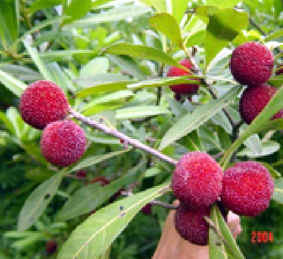 Xidi Small Leaf Yangmei (小叶细蒂杨梅) - Exotic Tree Seller