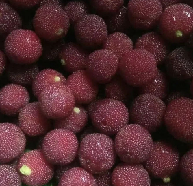 Early Biqi Yangmei (早荠蜜梅) - Exotic Tree Seller