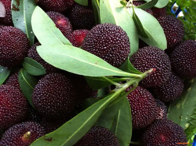 Mudong Yangmei (木洞杨梅) - Exotic Tree Seller