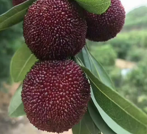 Prince Anhai Yangmei (王子安海杨梅) - Exotic Tree Seller