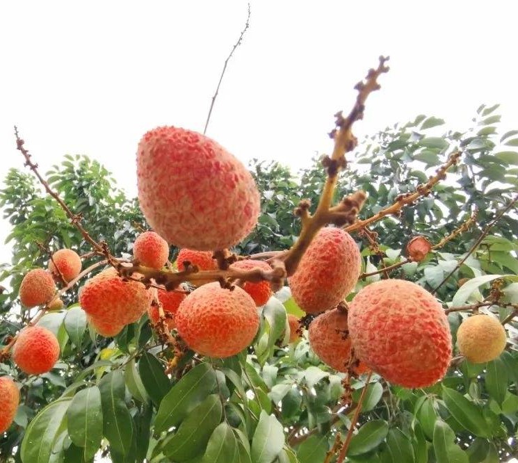 March Red Lychee (三月红荔枝) - Exotic Tree Seller