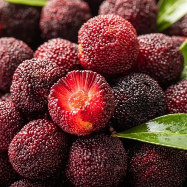 Dongkui Yangmei (东魁杨梅) - Exotic Tree Seller