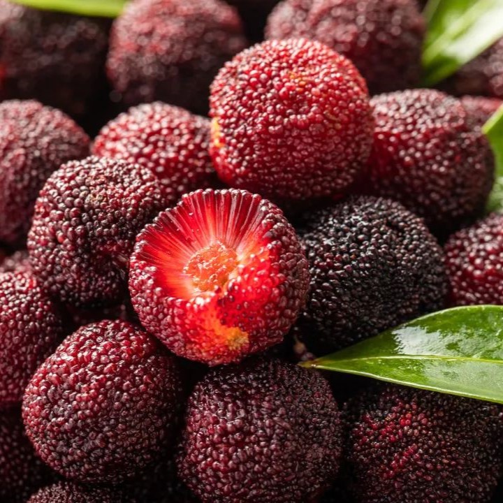 Dongkui Yangmei (东魁杨梅) - Exotic Tree Seller