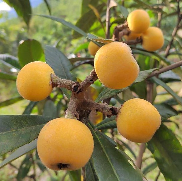 Guanyu Loquat (冠玉枇杷) - Exotic Tree Seller