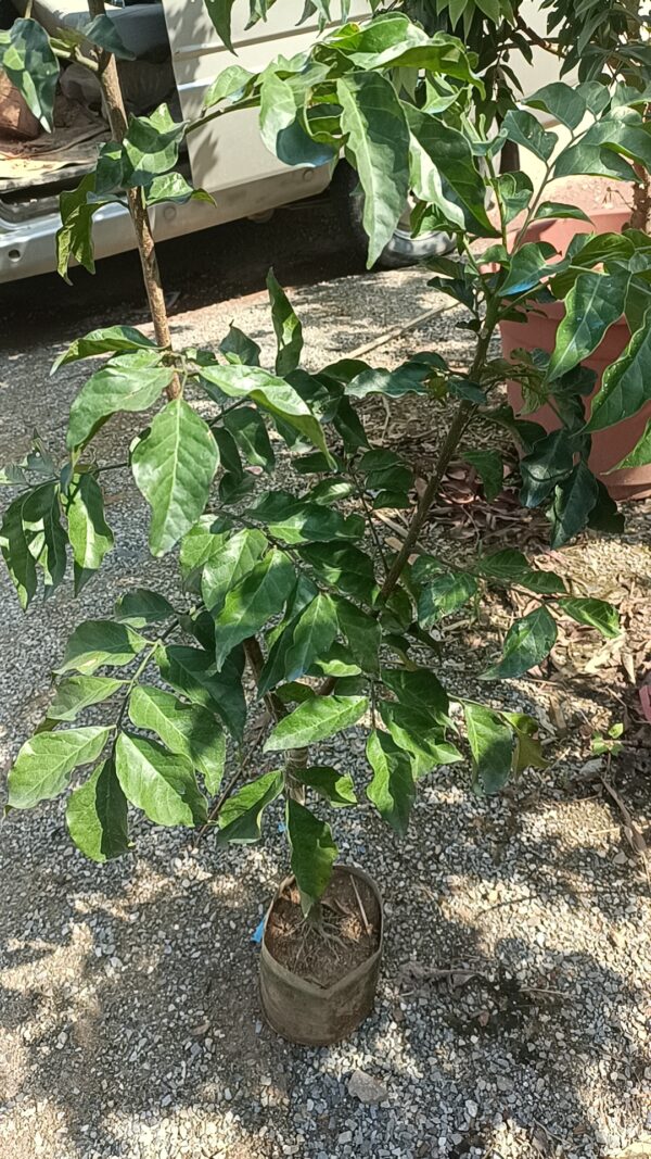 Pink Flesh Wampee (粉肉黄皮) - Exotic Tree Seller