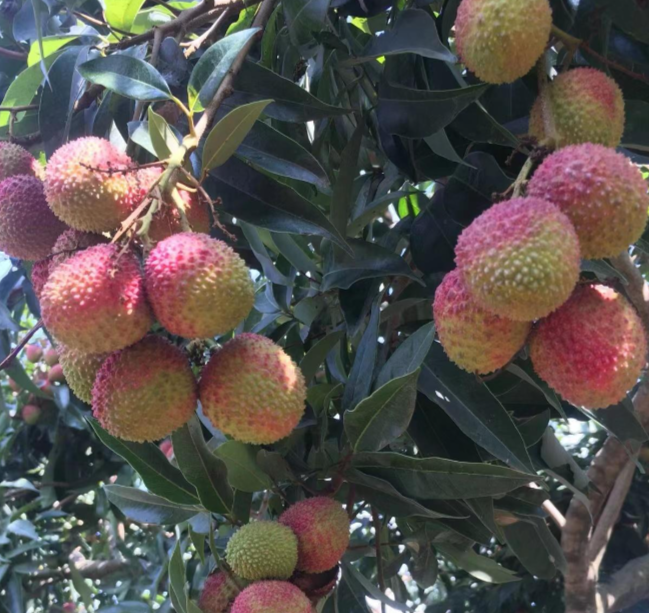 Fei Zi Xiao Lychee (妃子笑荔枝) - Exotic Tree Seller