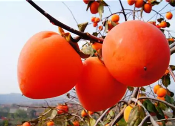 Fuping Pointed Persimmon (富平尖柿) - Exotic Tree Seller