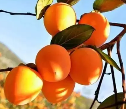 Fuping Pointed Persimmon (富平尖柿) - Exotic Tree Seller