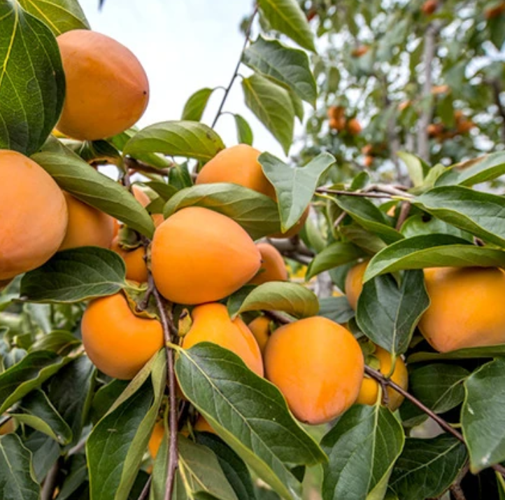 Fuping Pointed Persimmon (富平尖柿) - Exotic Tree Seller