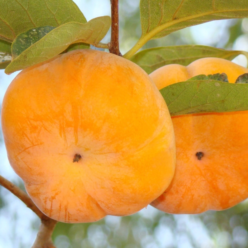 Seedless Square Persimmon (无核方柿) - Exotic Tree Seller