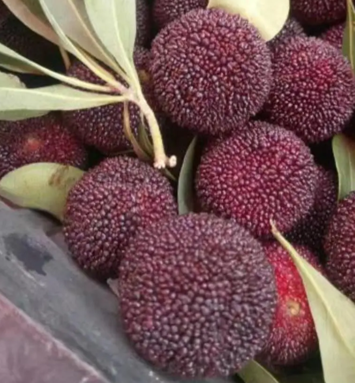 Early Color Yangmei (早色杨梅) - Exotic Tree Seller