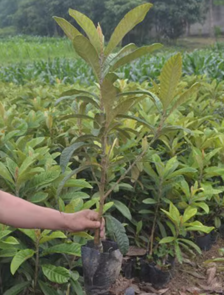 Spring Flower Loquat No. 2 (春花2号枇杷) - Exotic Tree Seller