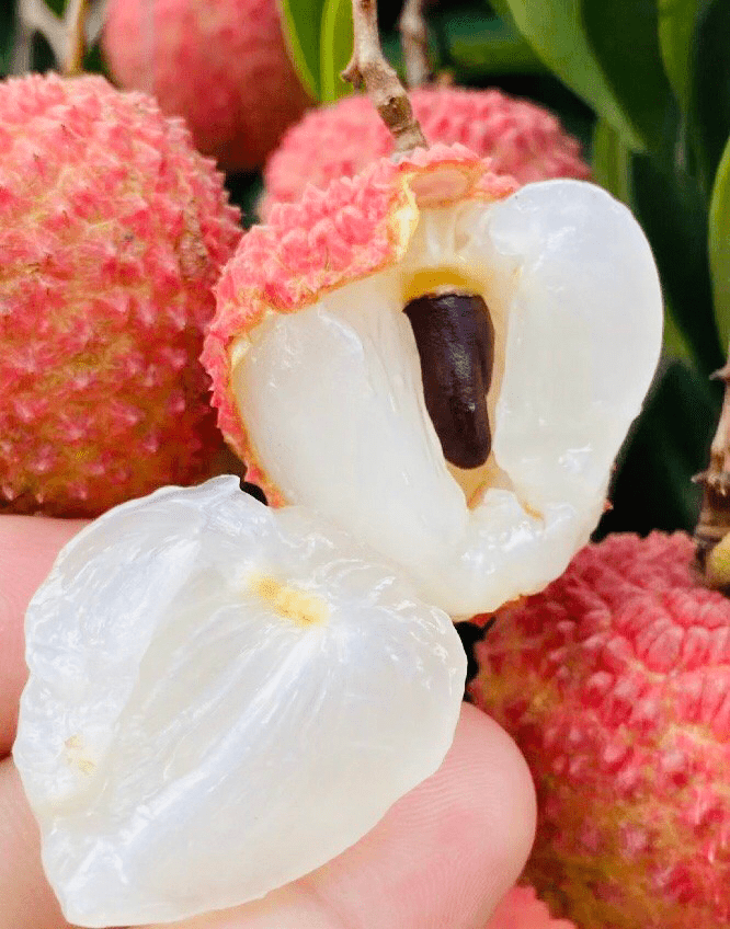Gui Wei Lychee (桂味荔枝) - Exotic Tree Seller