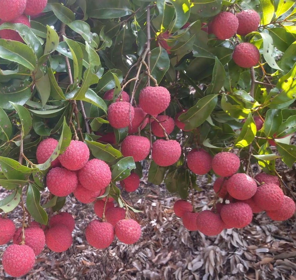 Gui Wei Lychee (桂味荔枝) - Exotic Tree Seller