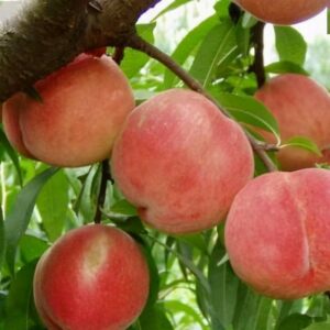 Shop - Exotic Tree Seller
