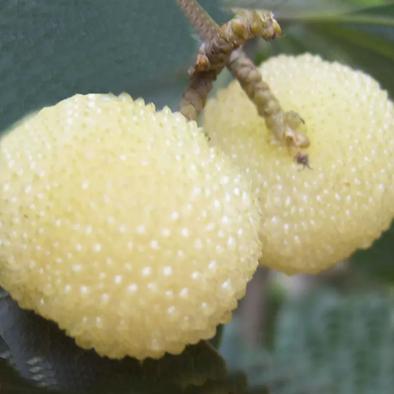 White Crystal Yangmei (水晶杨梅) - Exotic Tree Seller