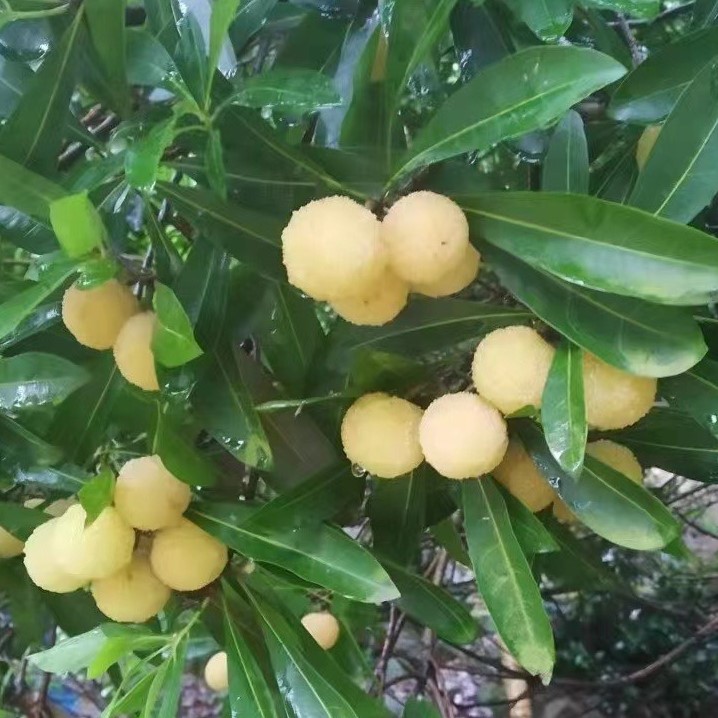 White Crystal Yangmei (水晶杨梅) - Exotic Tree Seller