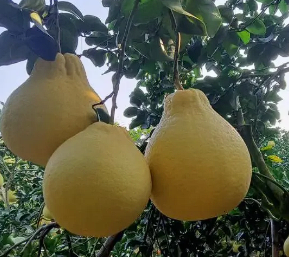 Shatian (沙田柚) - Exotic Tree Seller