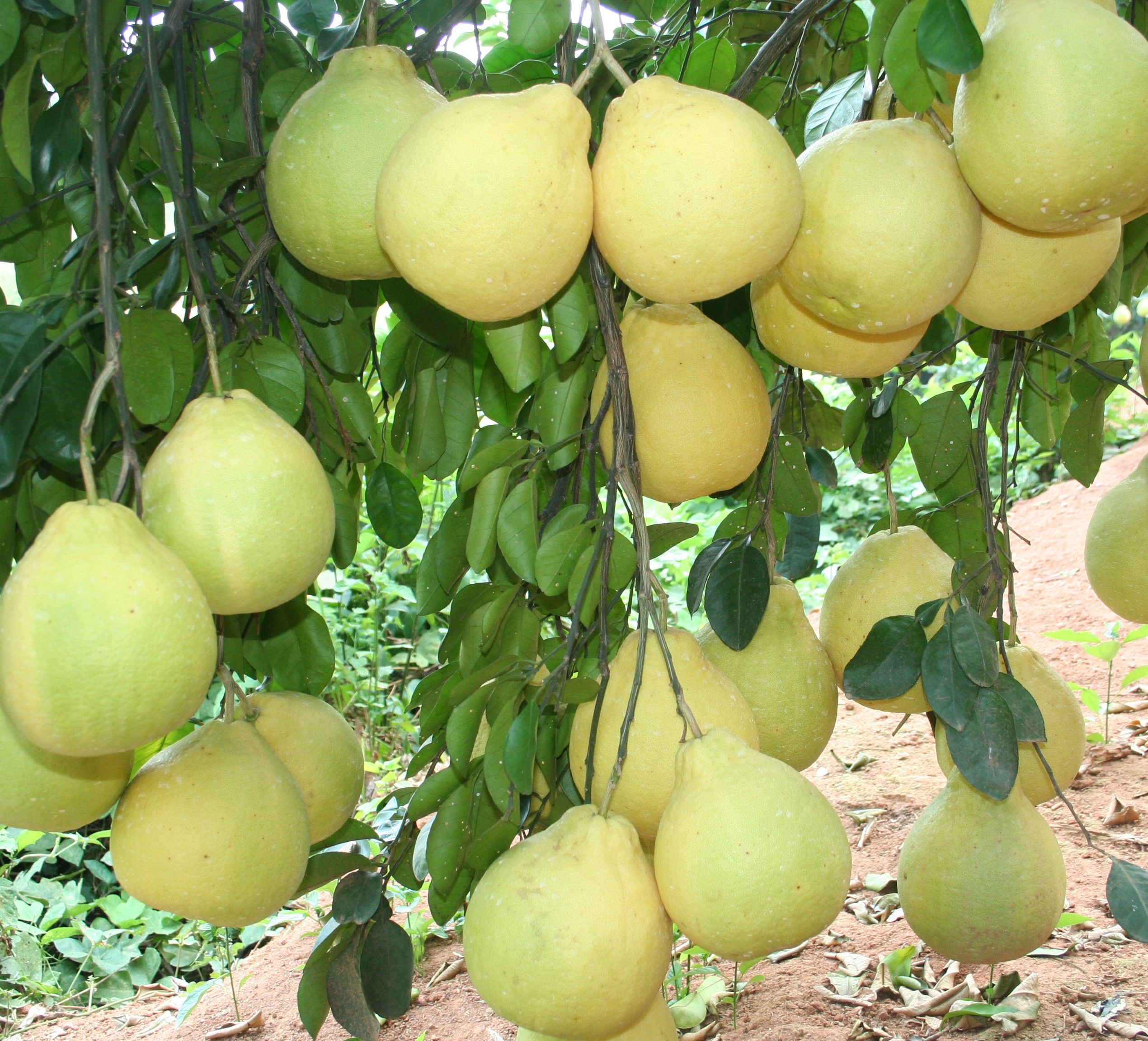 Shatian (沙田柚) - Exotic Tree Seller