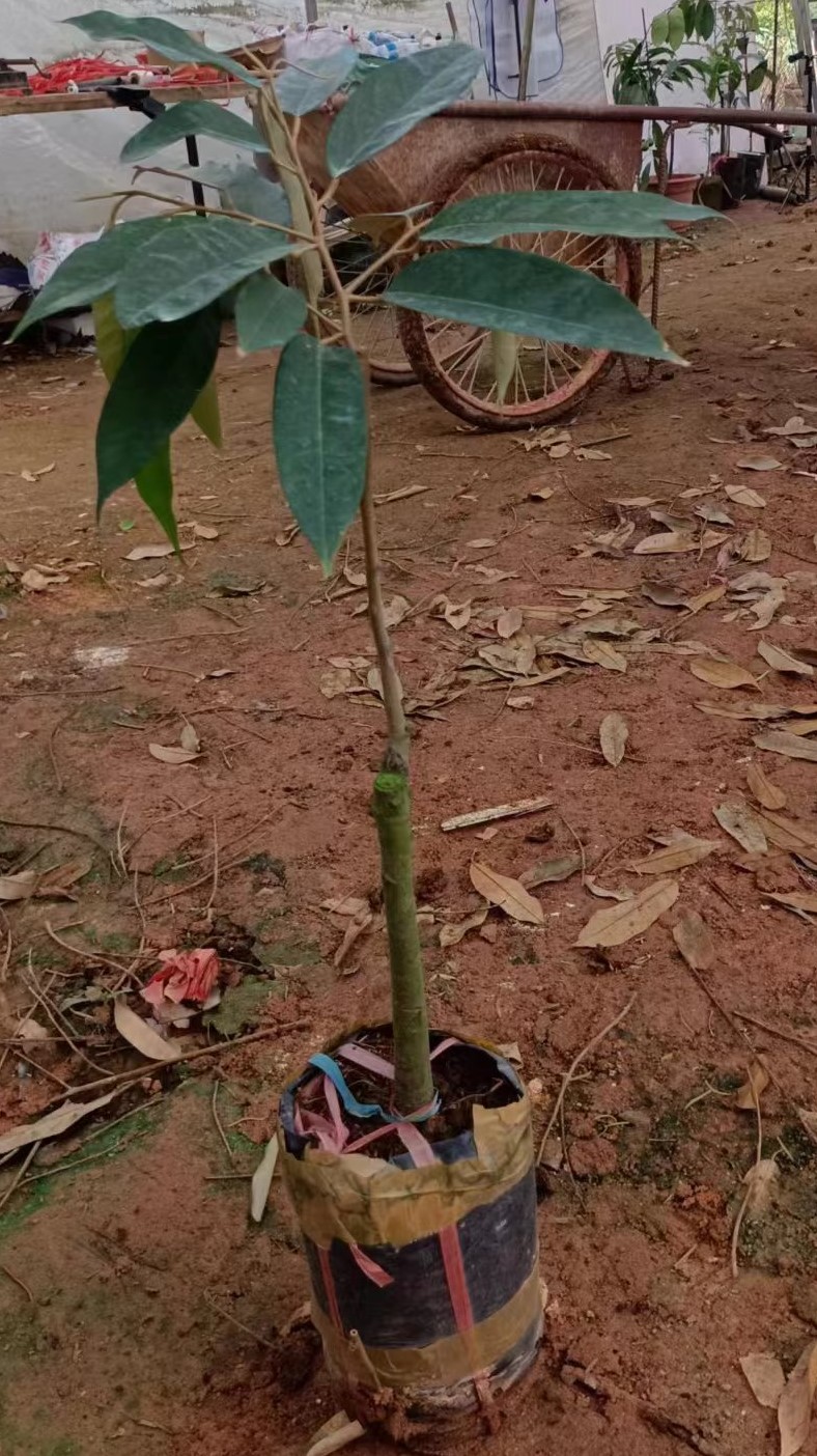D160 Tekka Durian (竹脚榴莲) - Exotic Tree Seller