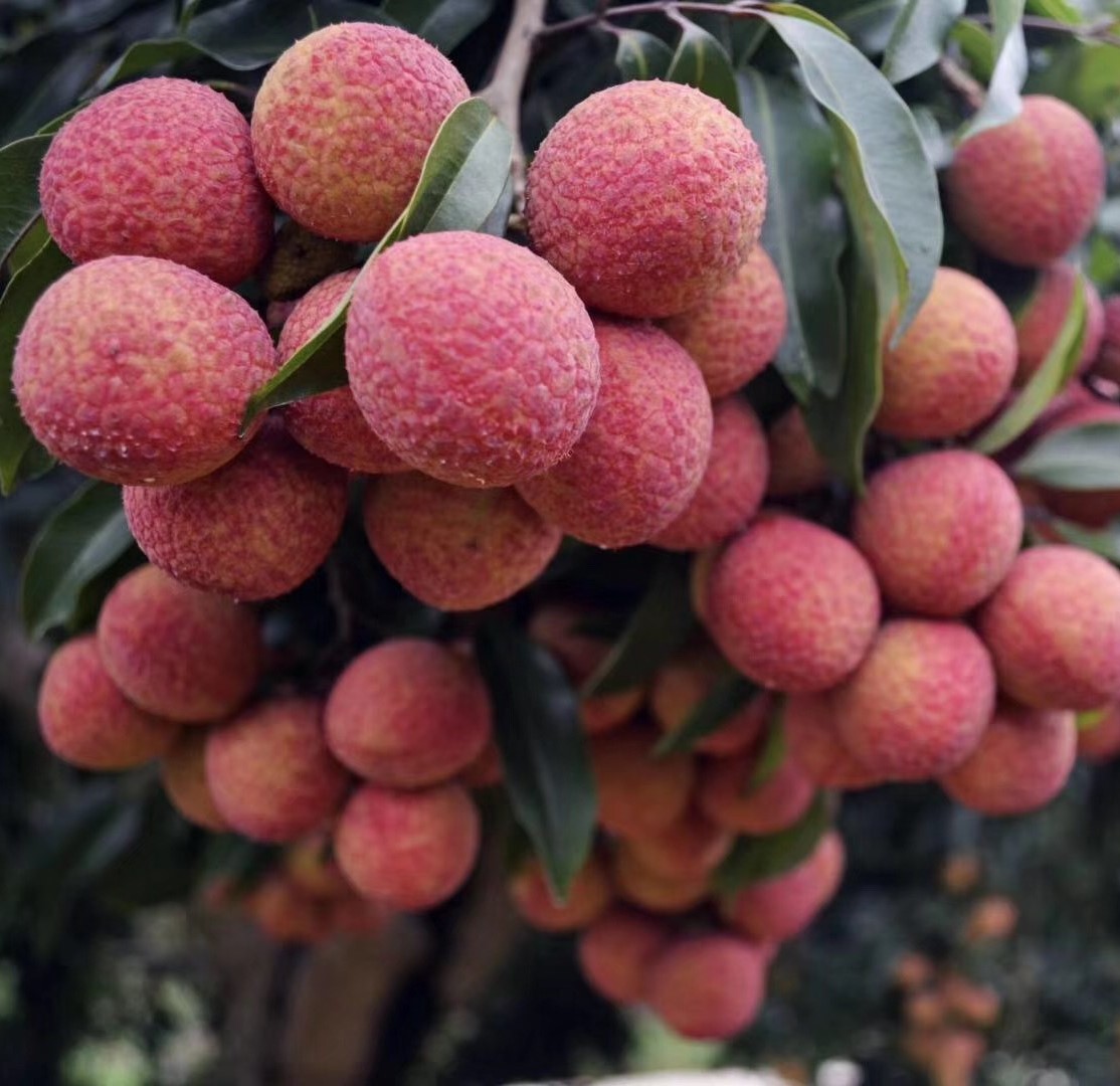 Bai Tang Ying Lychee (白糖罂荔枝) - Exotic Tree Seller