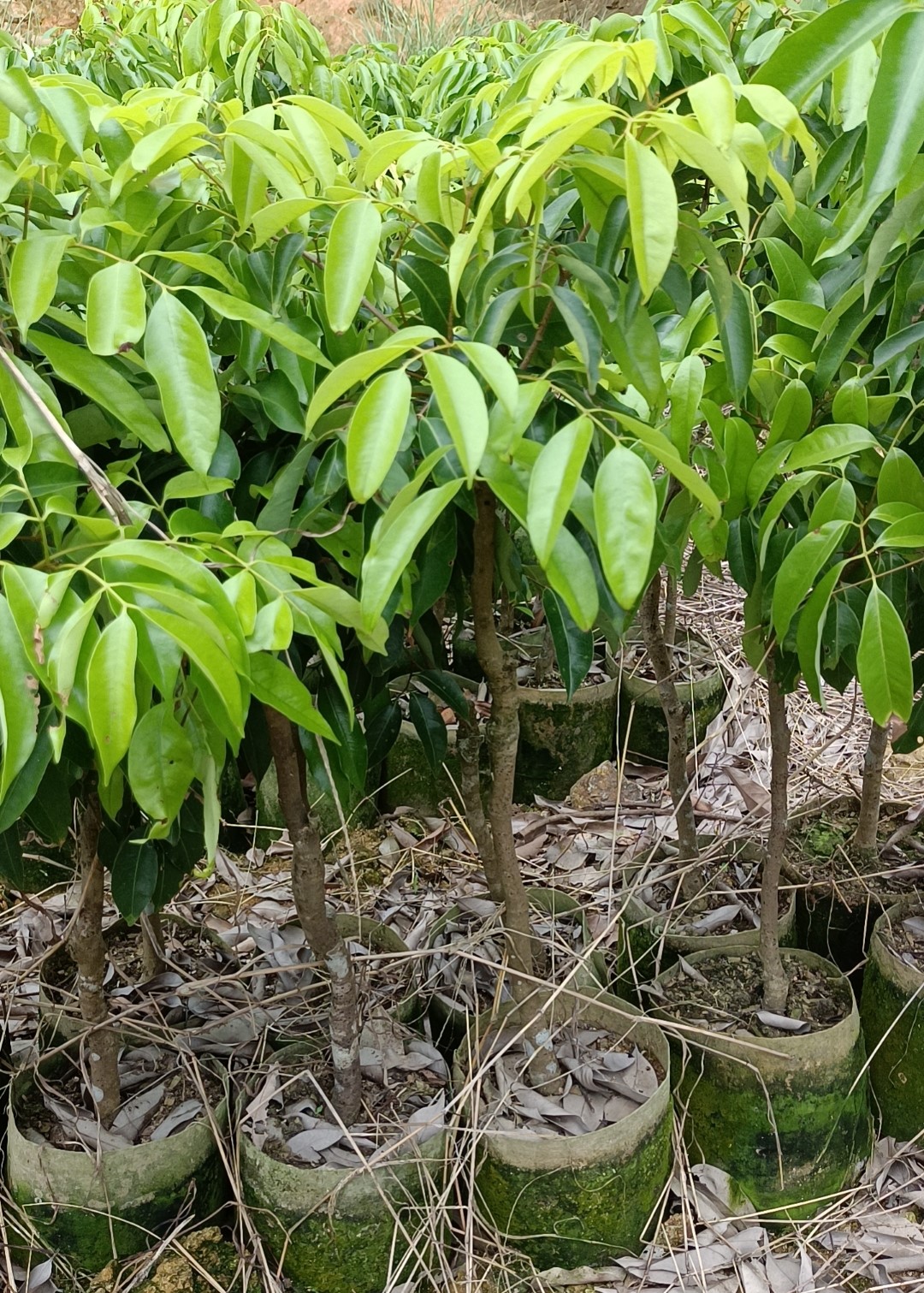 Dwarf Fei Zi Xiao Lychee (矮种妃子笑荔枝) - Exotic Tree Seller