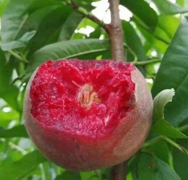 Purple Flesh Blood Peach (紫肉血桃) - Exotic Tree Seller