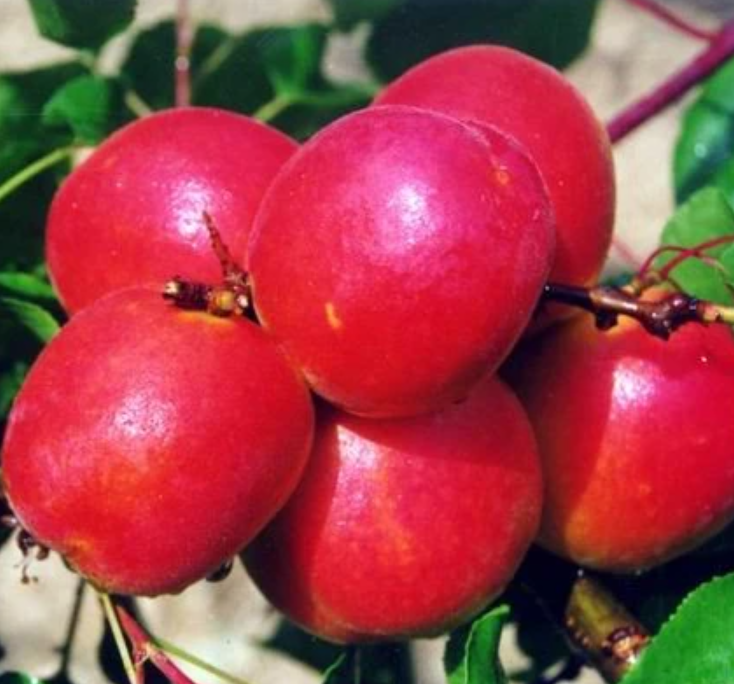 Hong Feng Apricot (红丰杏) - Exotic Tree Seller