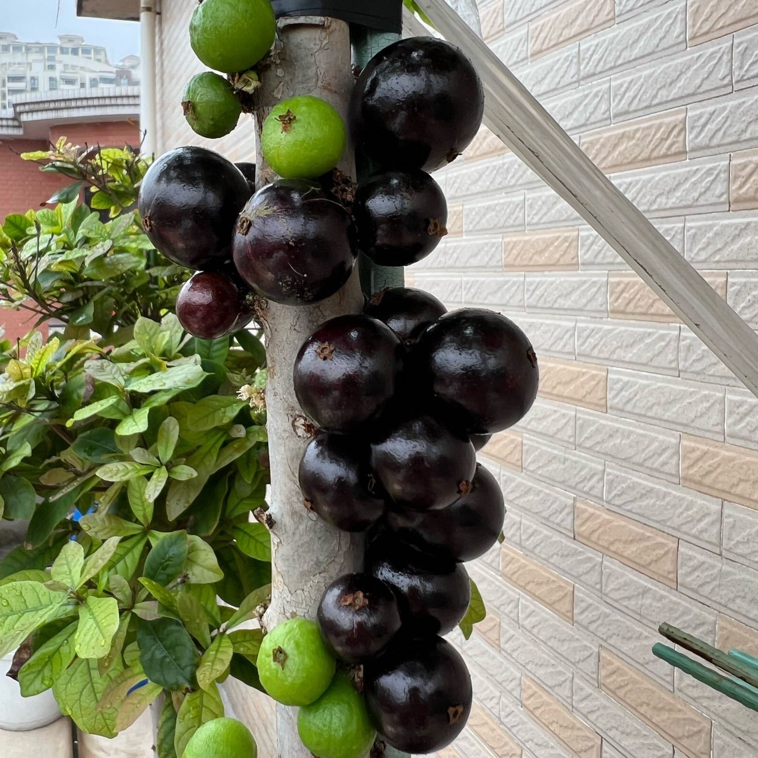 Four Seasons Red Princess Jaboticaba (四季红妃嘉宝果) - Exotic Tree Seller