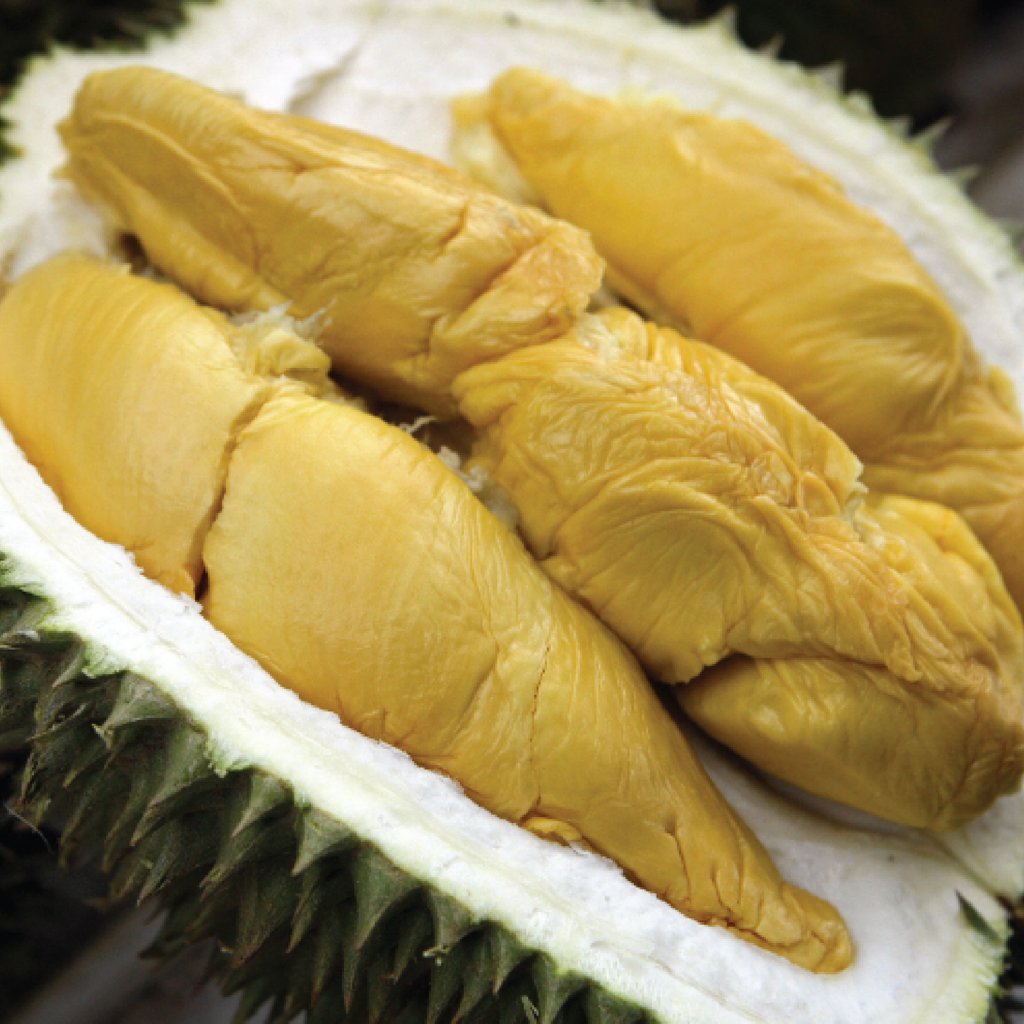 D101 Mas Durian (红肉榴莲) - Exotic Tree Seller