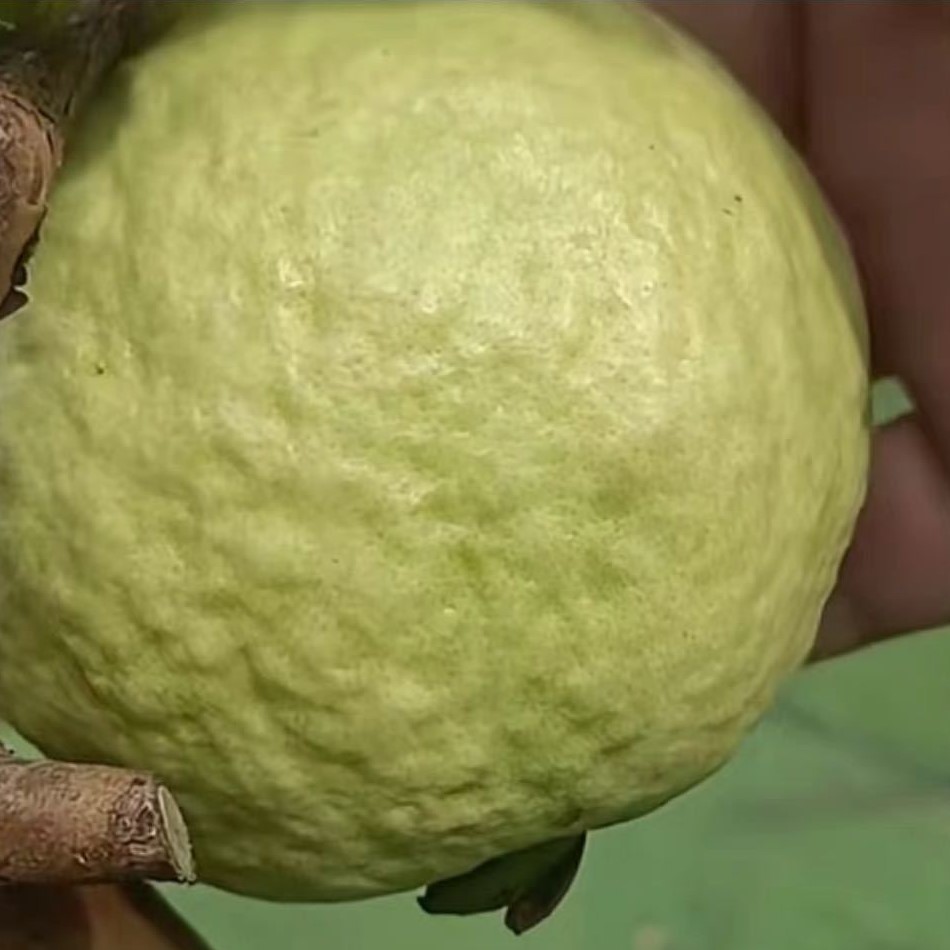 Red Diamond Guava (红钻番石榴) - Exotic Tree Seller