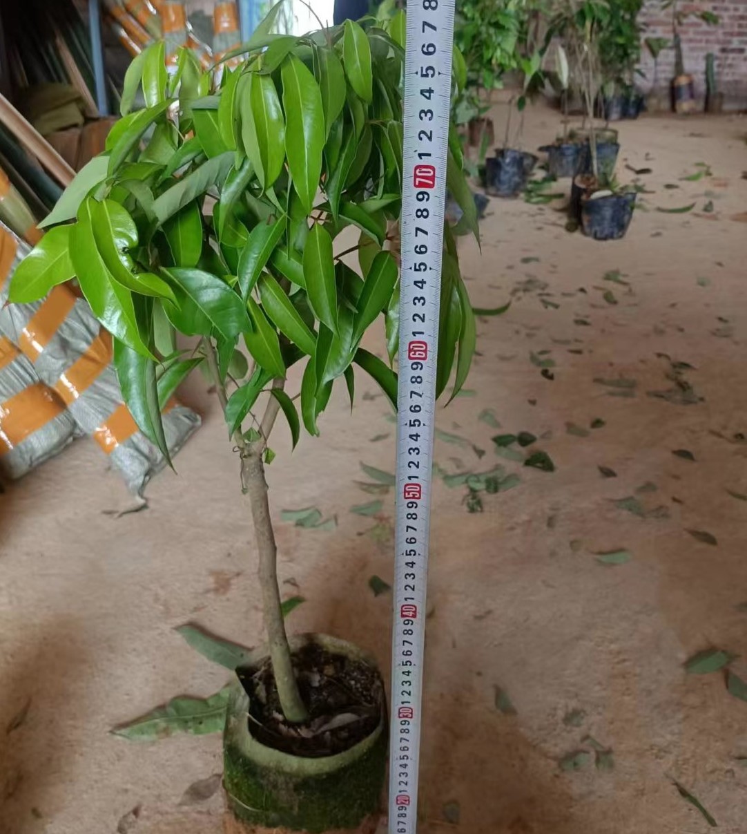 Gui Wei Lychee (桂味荔枝) - Exotic Tree Seller