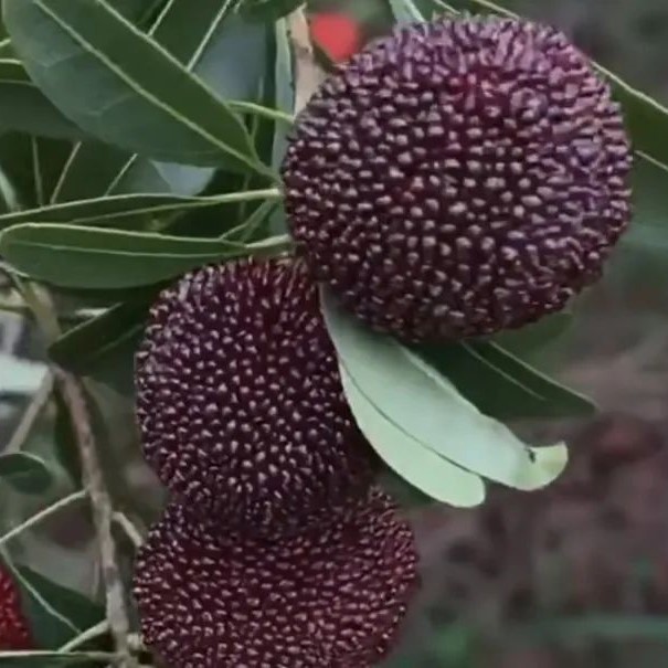 Biqi Yangmei (荸荠杨梅) - Exotic Tree Seller