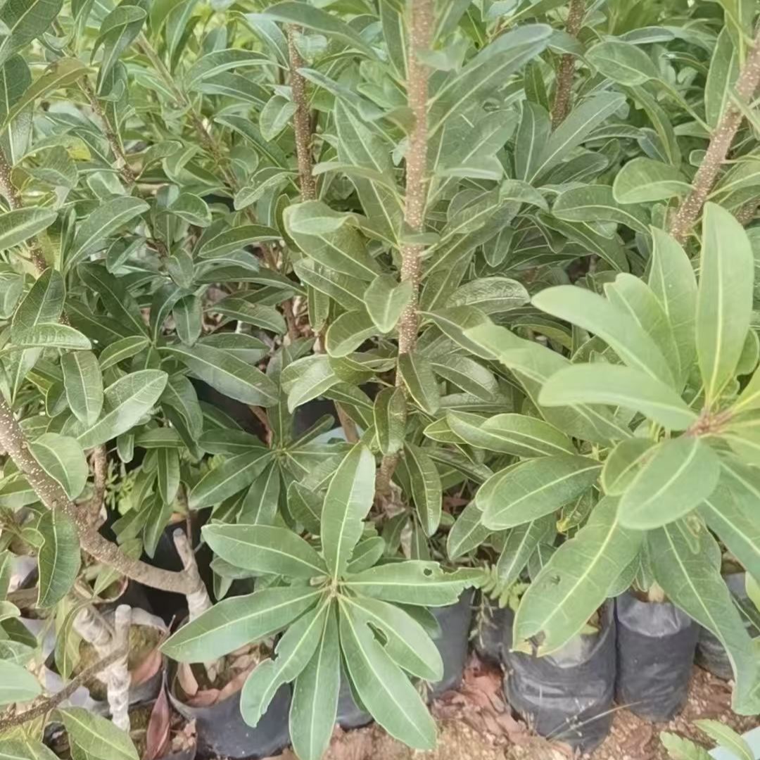 Biqi Yangmei (荸荠杨梅) - Exotic Tree Seller