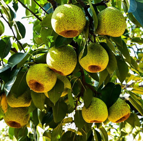 Laiyang Pear (莱阳梨) - Exotic Tree Seller