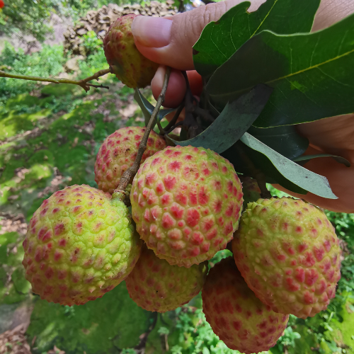 Guan Yin Green Lychee (观音绿荔枝) - Exotic Tree Seller