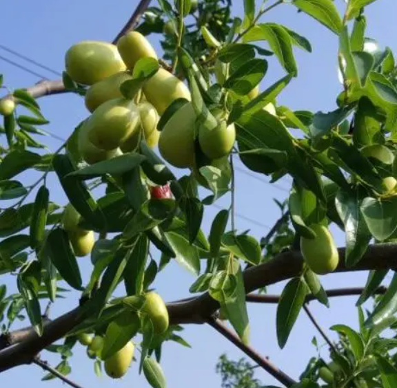 Chicken Heart Jujube (鸡心枣) - Exotic Tree Seller