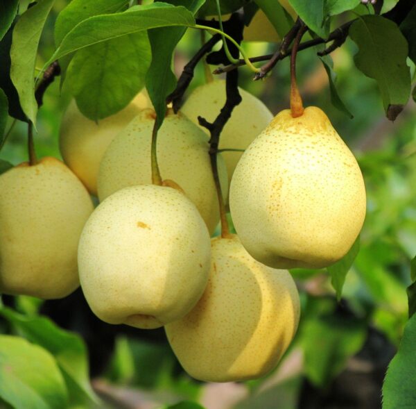 Yali Pear (鸭梨) - Exotic Tree Seller