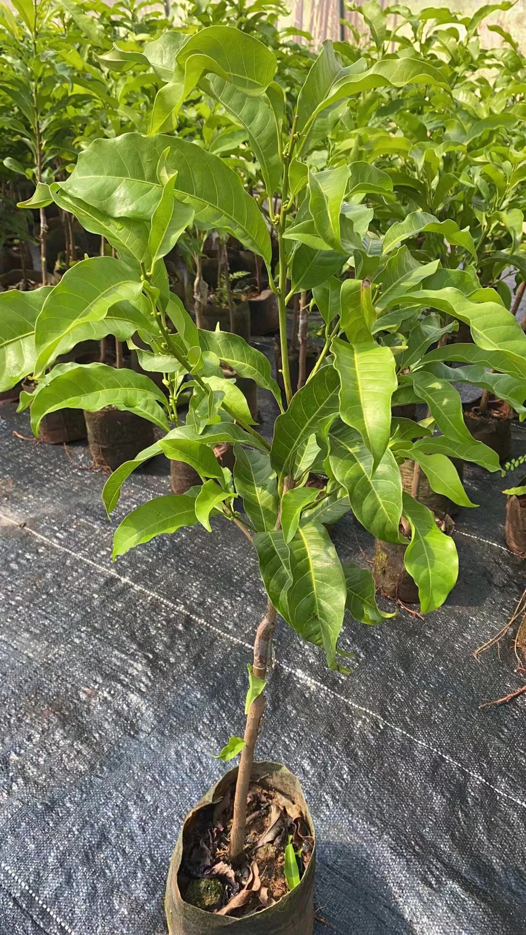 Golden King Abiu (金大王黄晶果) - Exotic Tree Seller