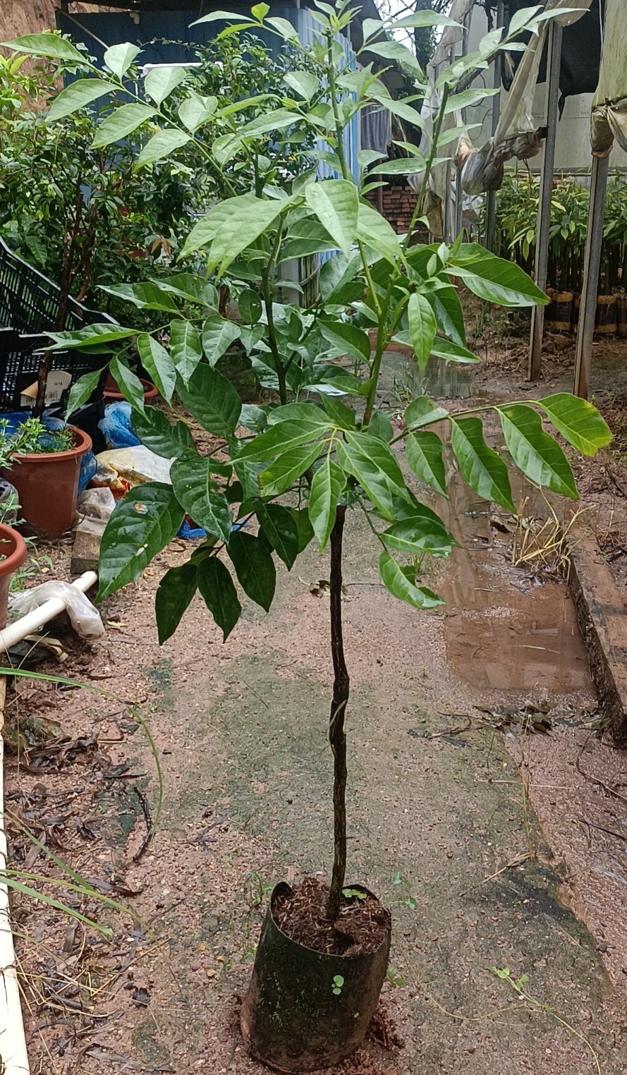 Single Seed Wampee (独核黄皮) - Exotic Tree Seller