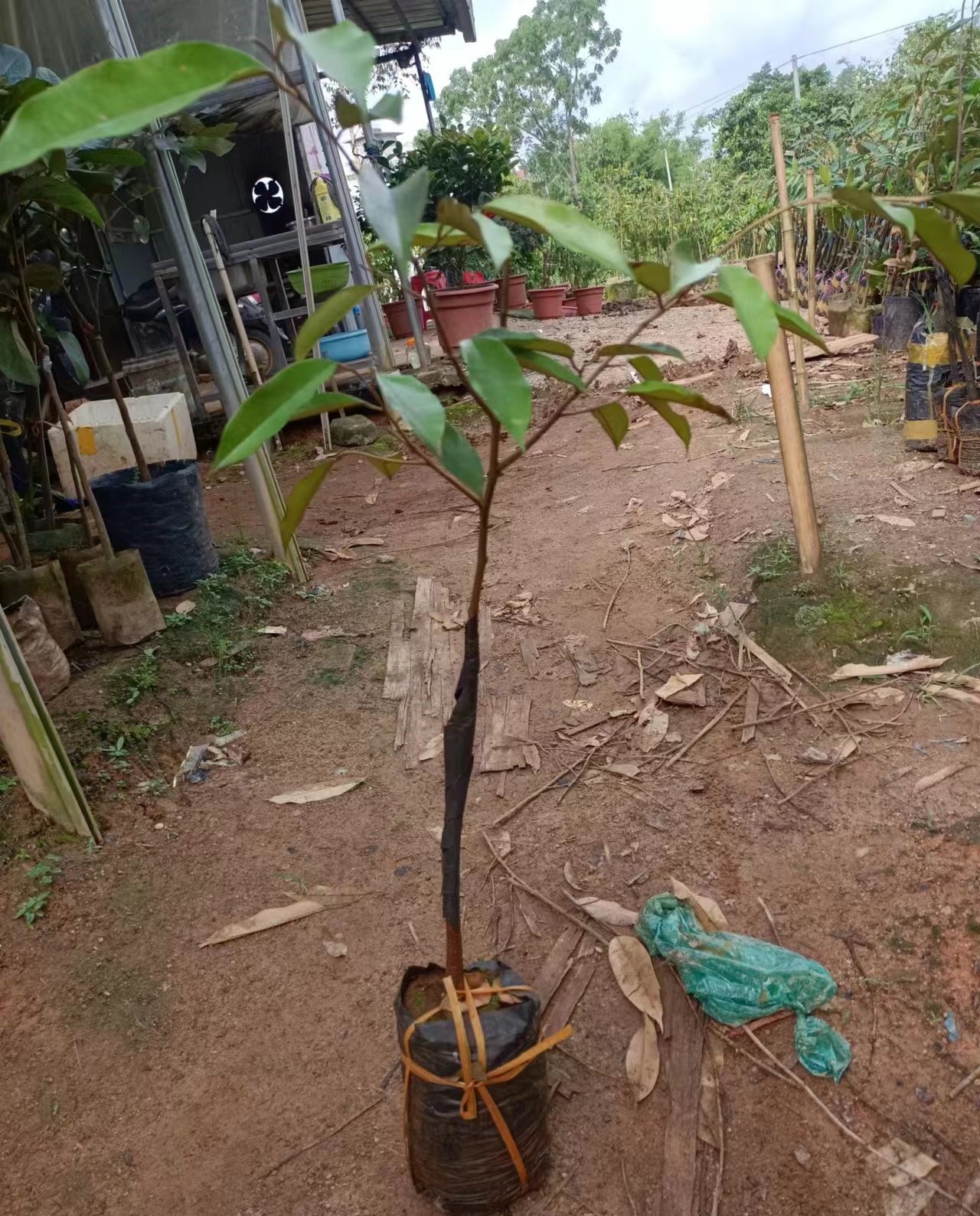 D123 Chanee Durian (青尼榴莲) - Exotic Tree Seller