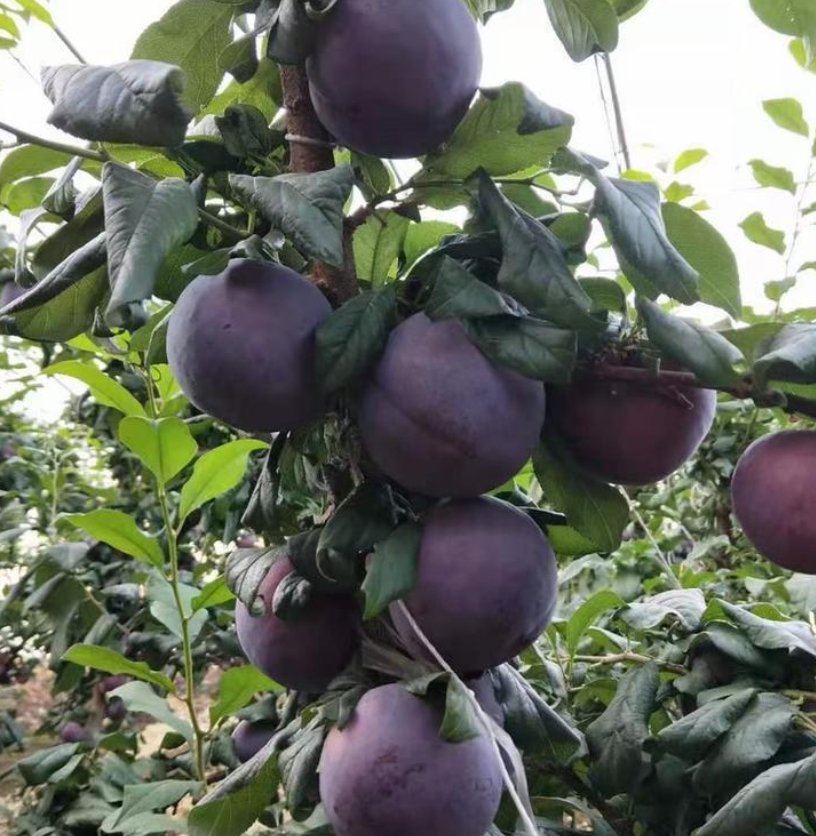 Black Giant King Plum (黑巨王李) - Exotic Tree Seller