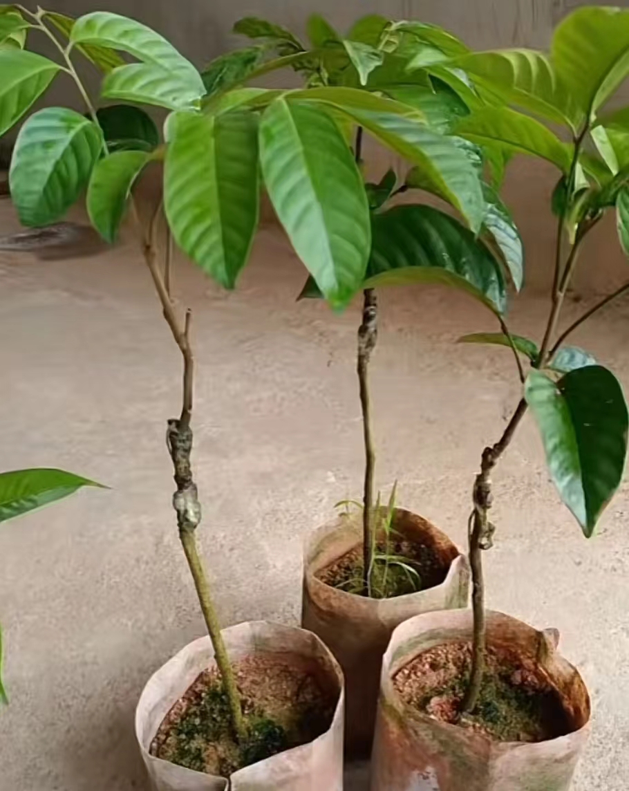 Langsat Tree (龙宫果) - Exotic Tree Seller