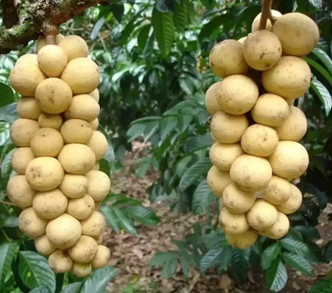 Langsat Tree (龙宫果) - Exotic Tree Seller