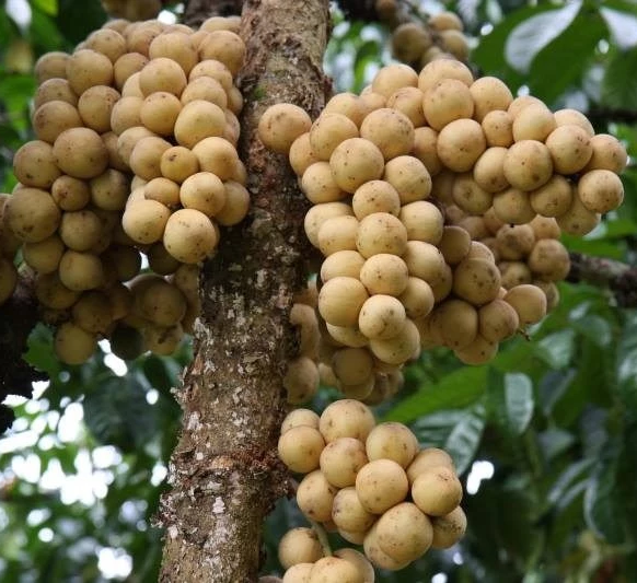 Langsat Tree (龙宫果) - Exotic Tree Seller
