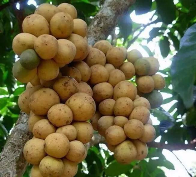 Langsat Tree (龙宫果) - Exotic Tree Seller