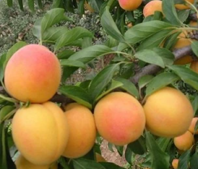 Longting Apriplum (龙廷杏梅) - Exotic Tree Seller