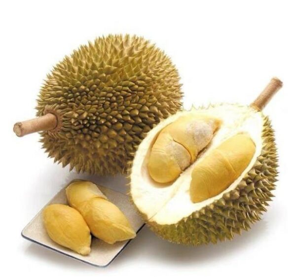 D24 Sultan Durian (苏丹王榴莲) - Exotic Tree Seller