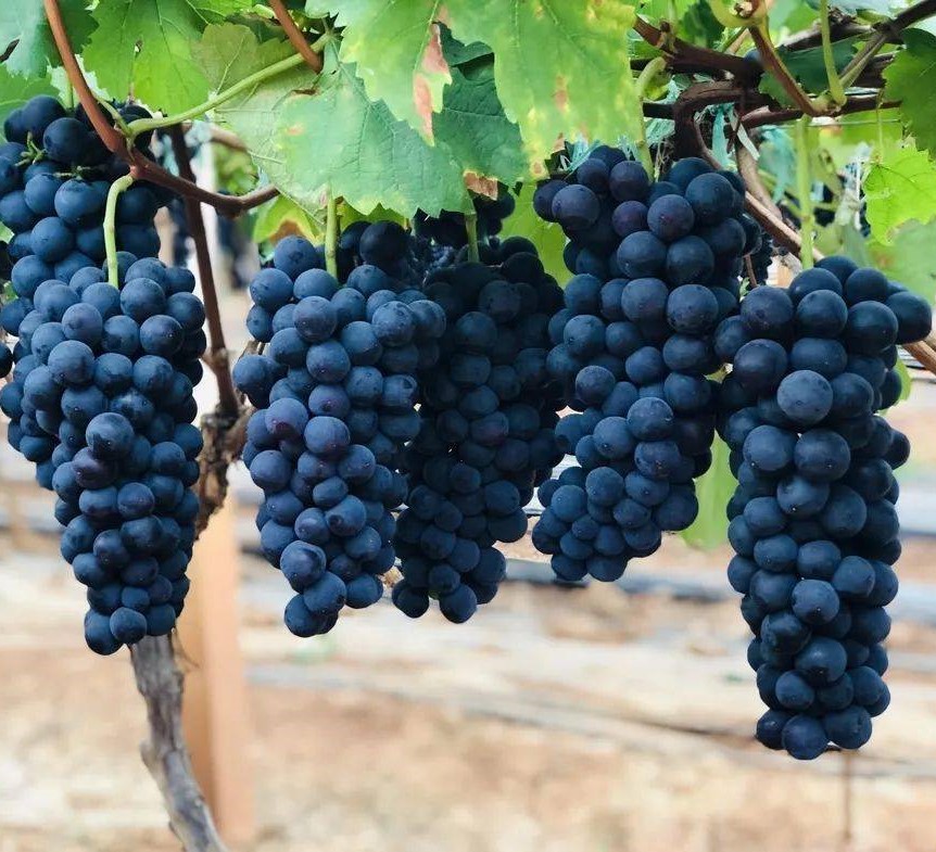 Summer Black Grape (夏黑葡萄) - Exotic Tree Seller